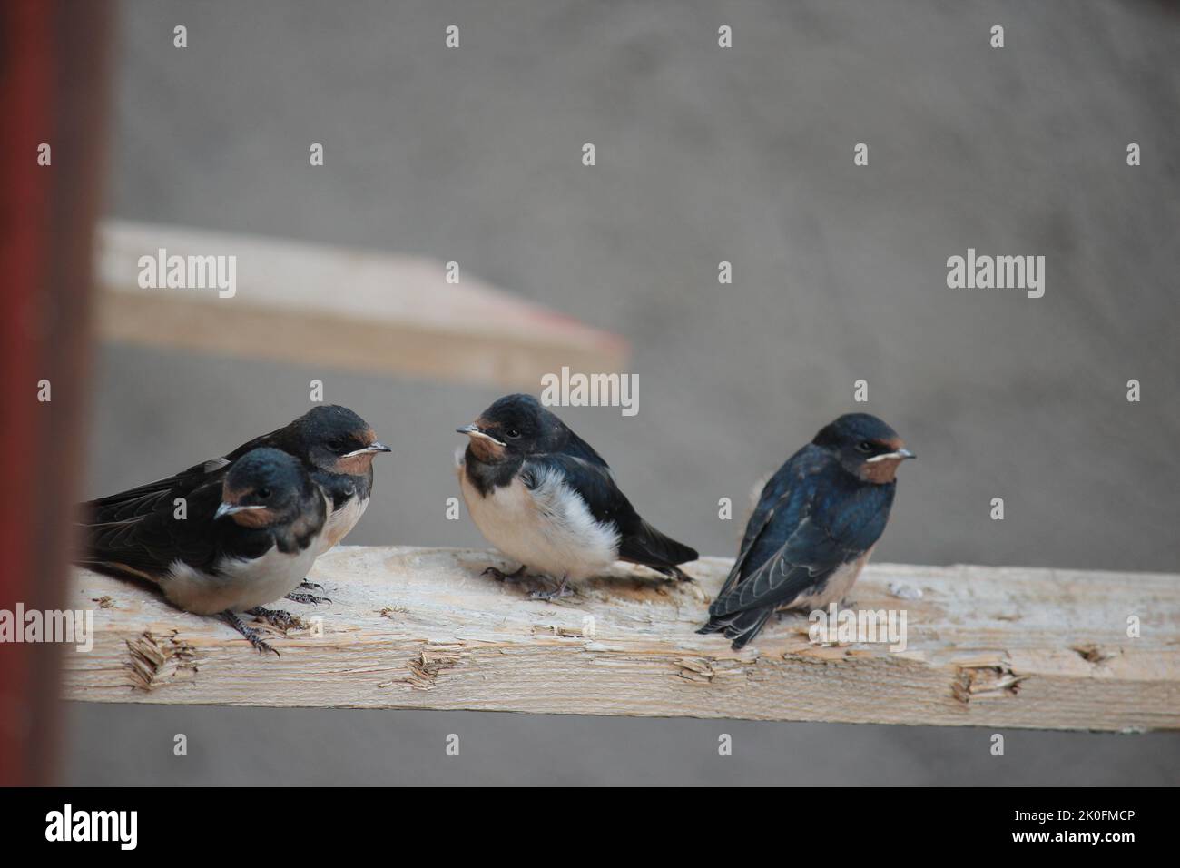 Fauna di famiglia hi-res stock photography and images - Alamy