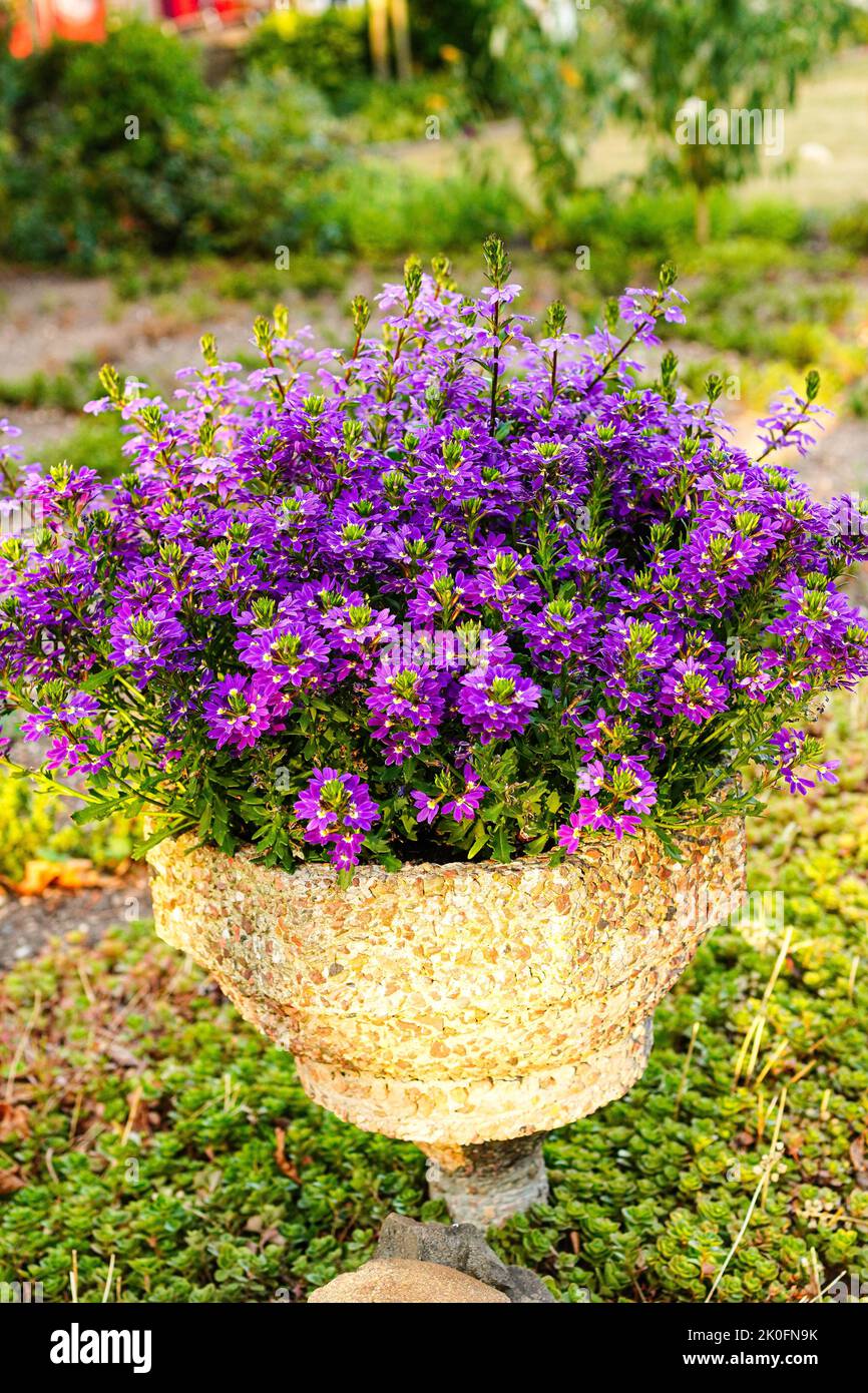 Planting flowers small pots in hi-res stock photography and images - Alamy