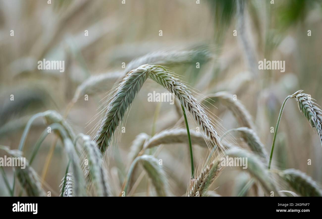 Ears of grain close-up. Golden ripening grain. Ears of rye before ...