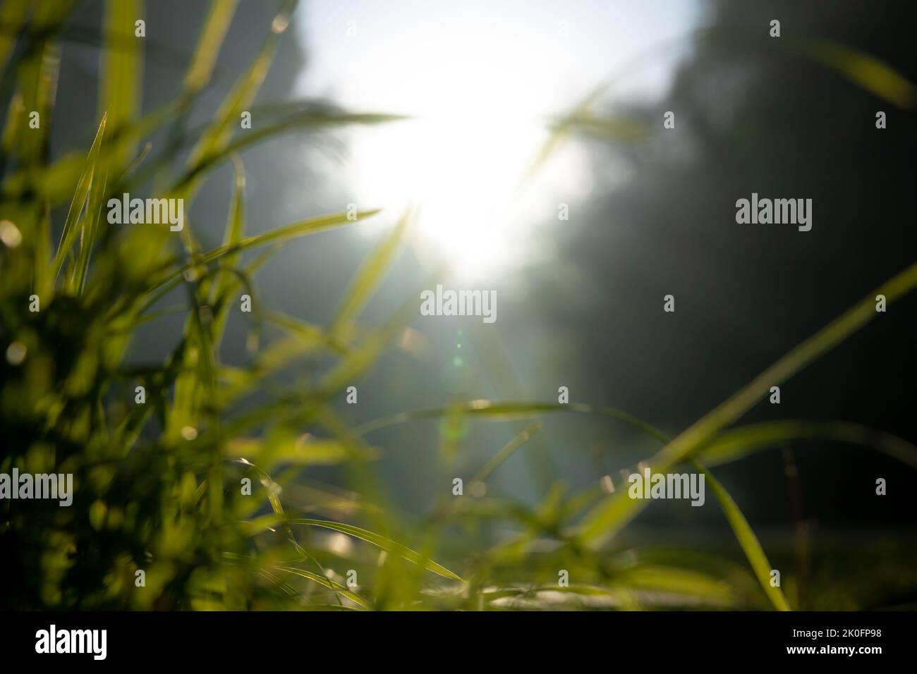 Blurry nature background. Defocused grasses or plants and sunlight ...