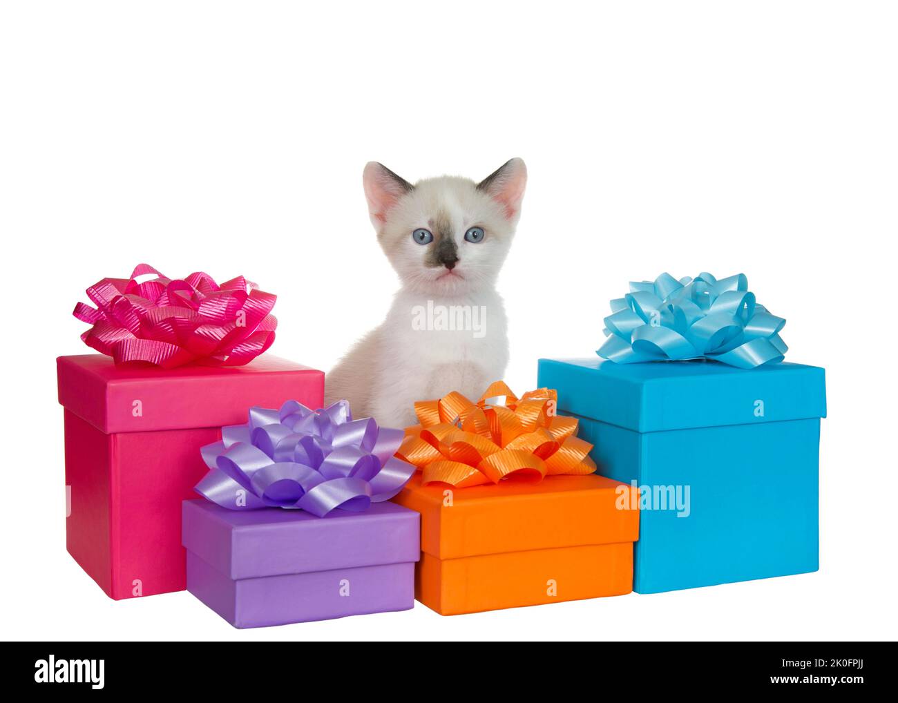 Close up cat waiting Cut Out Stock Images & Pictures - Alamy