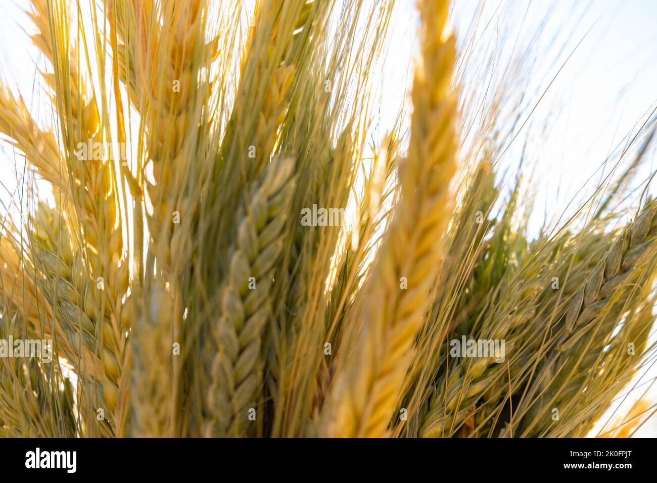 Food Crops Wheat