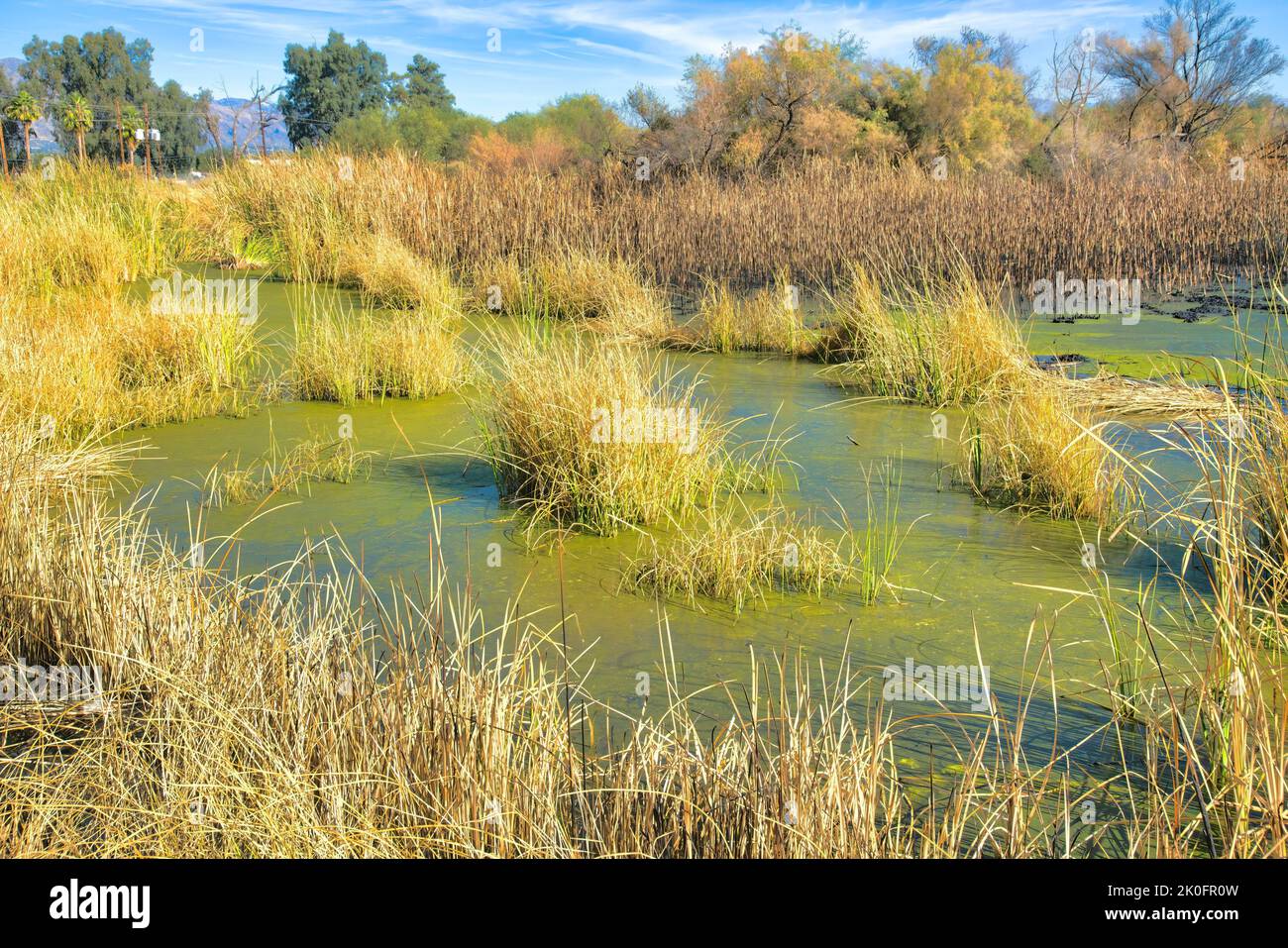 Green water wetlands with slightly burned grasses at the back in ...