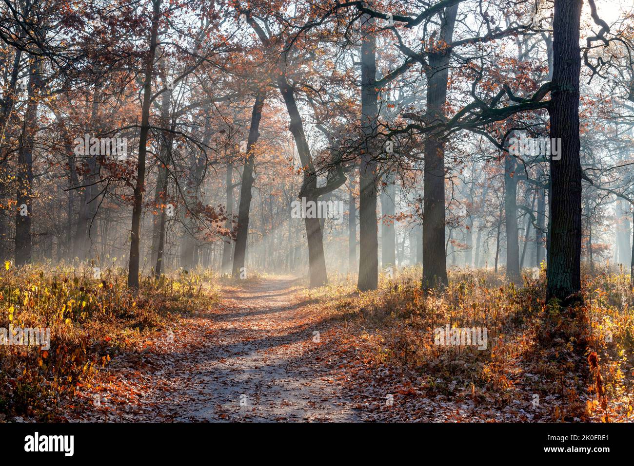 Beautiful sun beams hi-res stock photography and images - Alamy