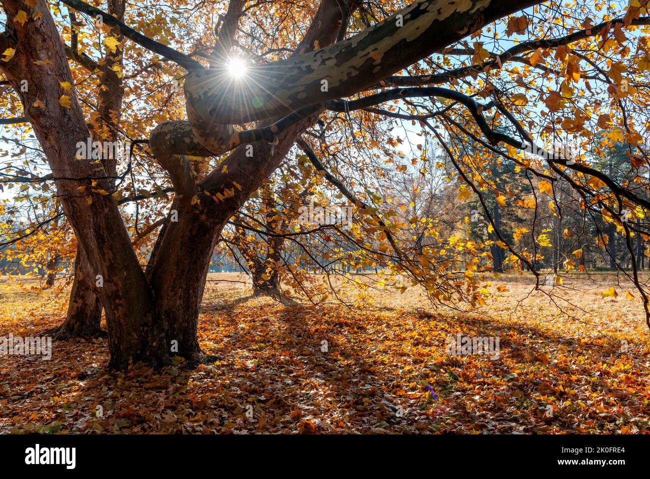 Amazing fall scene with sycamore tree with golden leaves illuminated by ...
