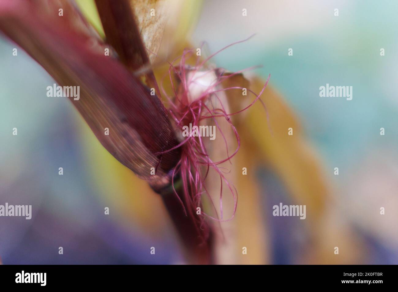 Abstract/ arty image of Maize / Sweetcorn / Zea mays growing in British ...