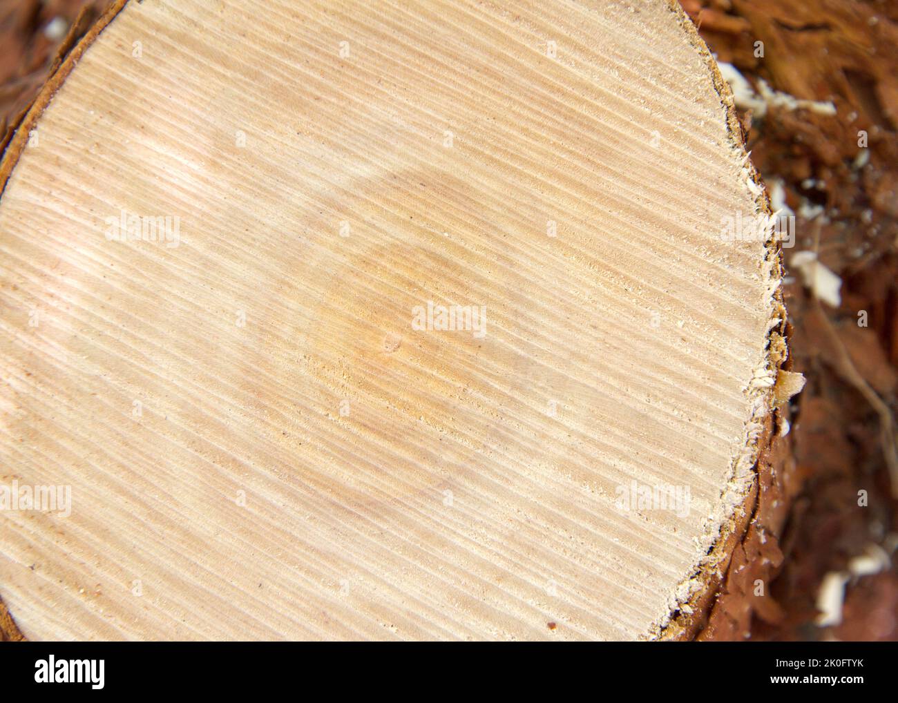 Cross section of tree stump, growth rings showing through ridges from ...