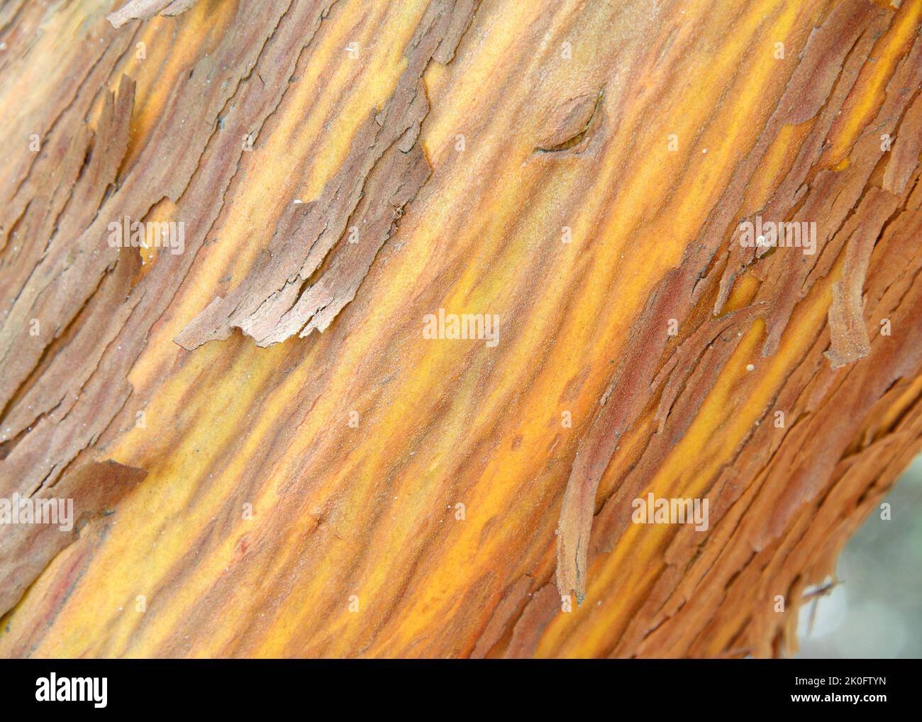 Close up of Lophostemon Confertus, Brisbane Box Tree bark peeling as ...