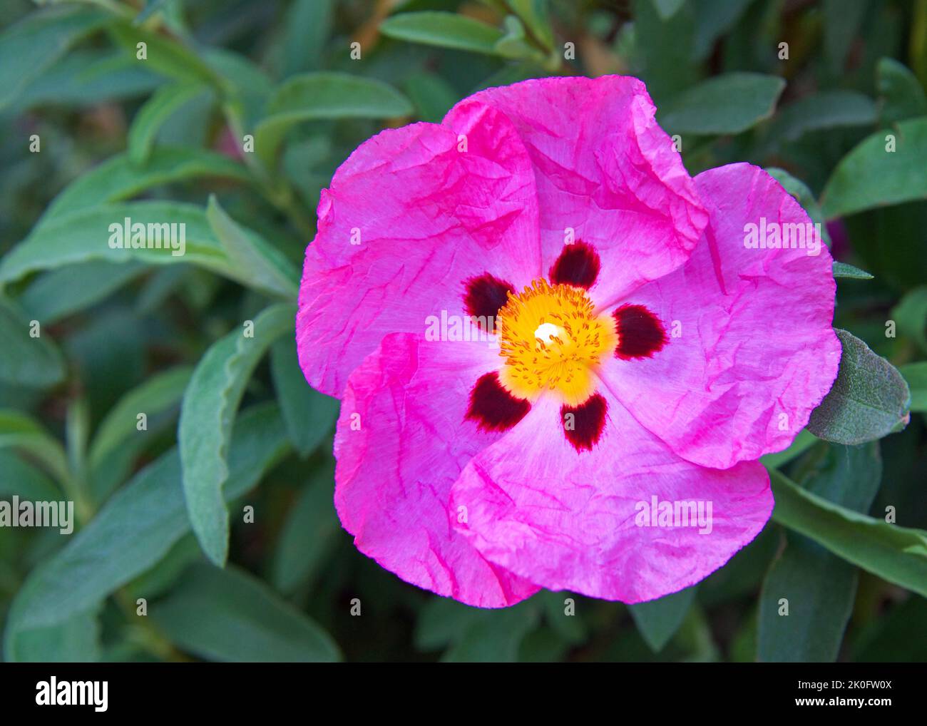 Cistus perpureus hi-res stock photography and images - Alamy