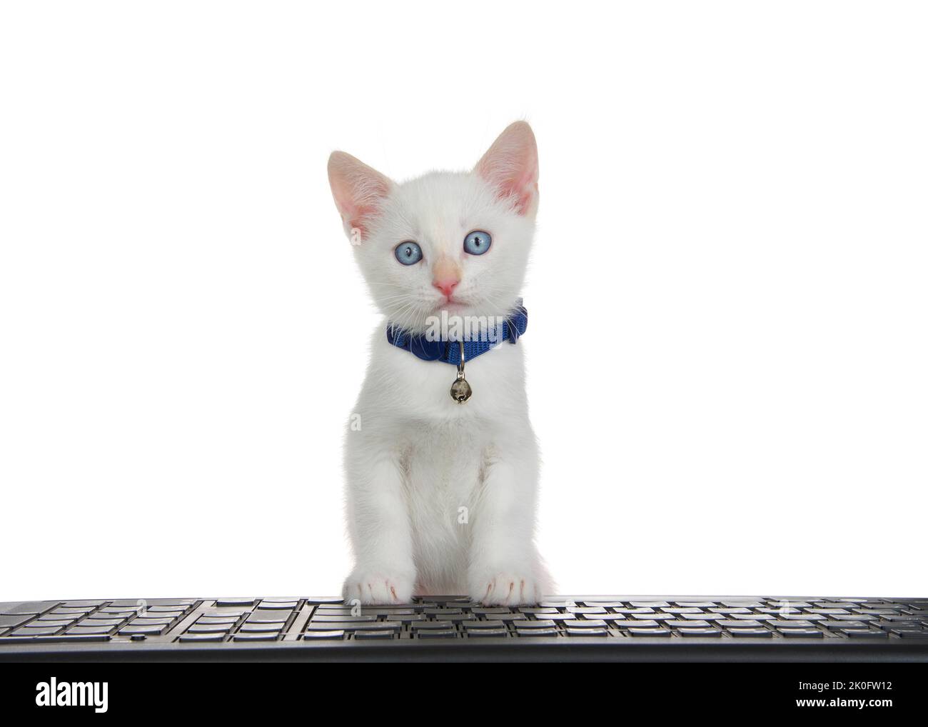 Close up of a white kitten with blue eyes wearing a blue collar sitting ...