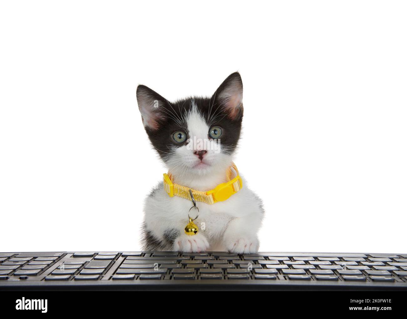 Close up of a black and white kitten wearing a yellow collar sitting ...