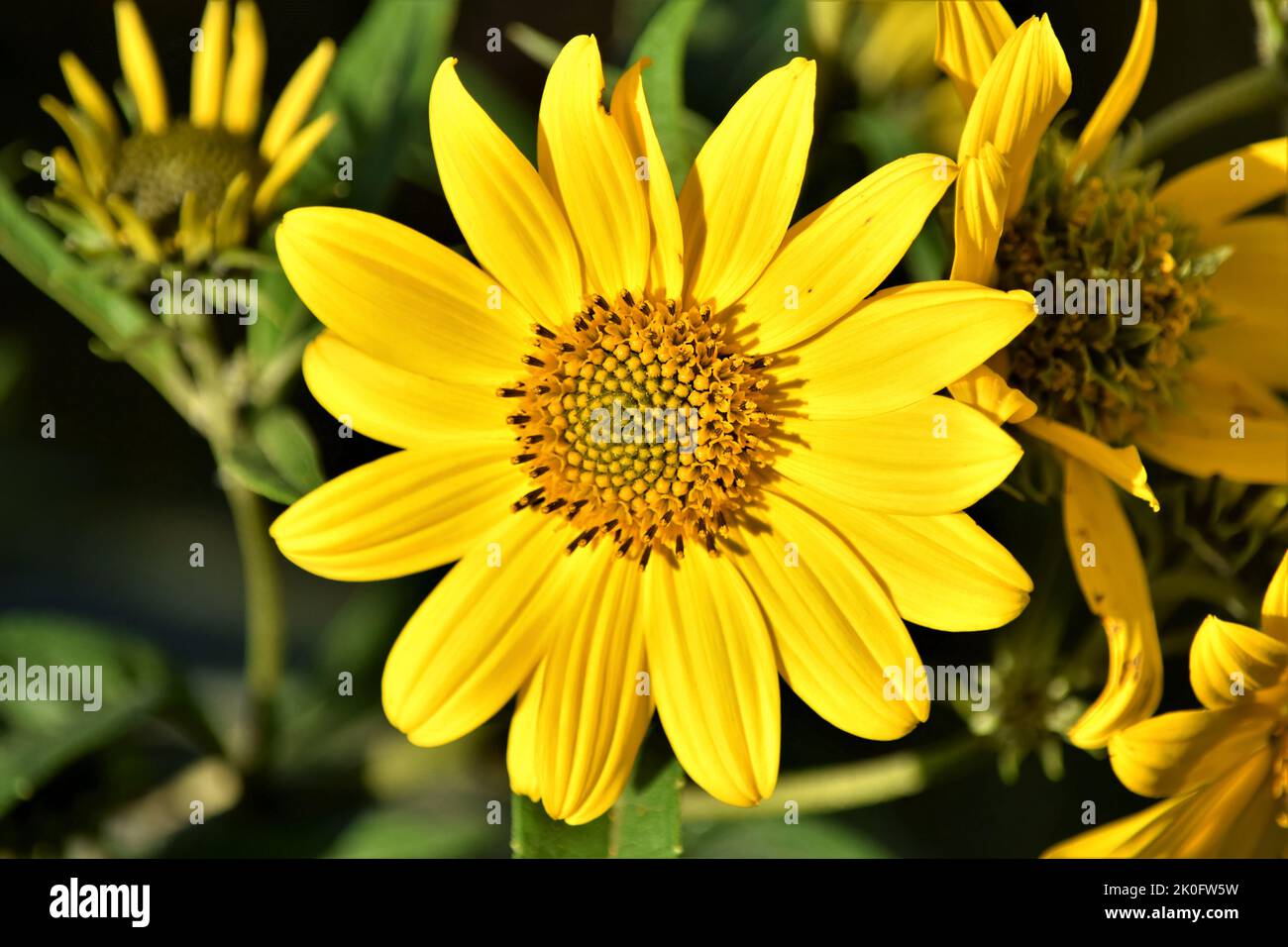 A close up of a False Sunflower/Rough Oxeye flower Stock Photo - Alamy