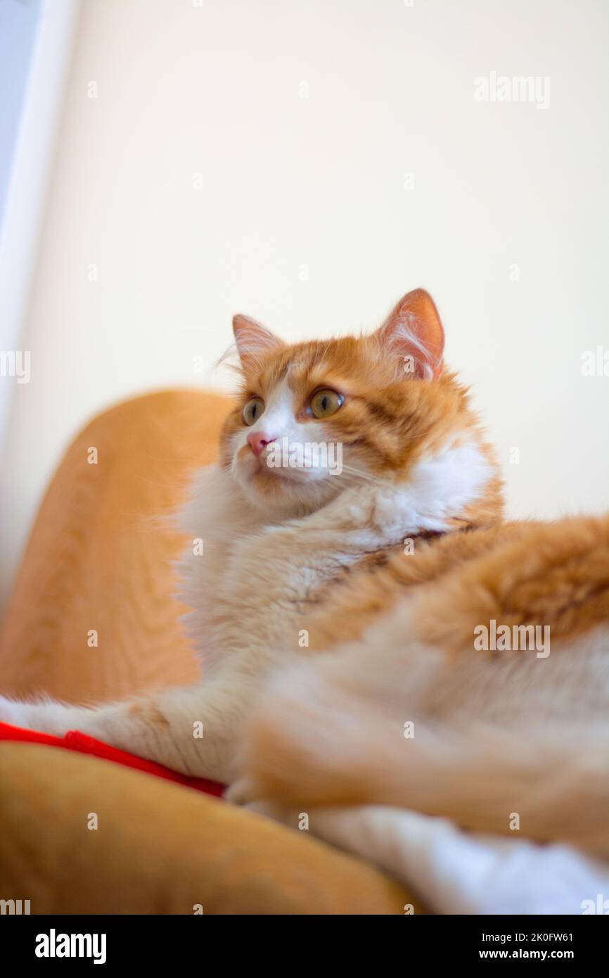 Cat looking sideway hi-res stock photography and images - Alamy