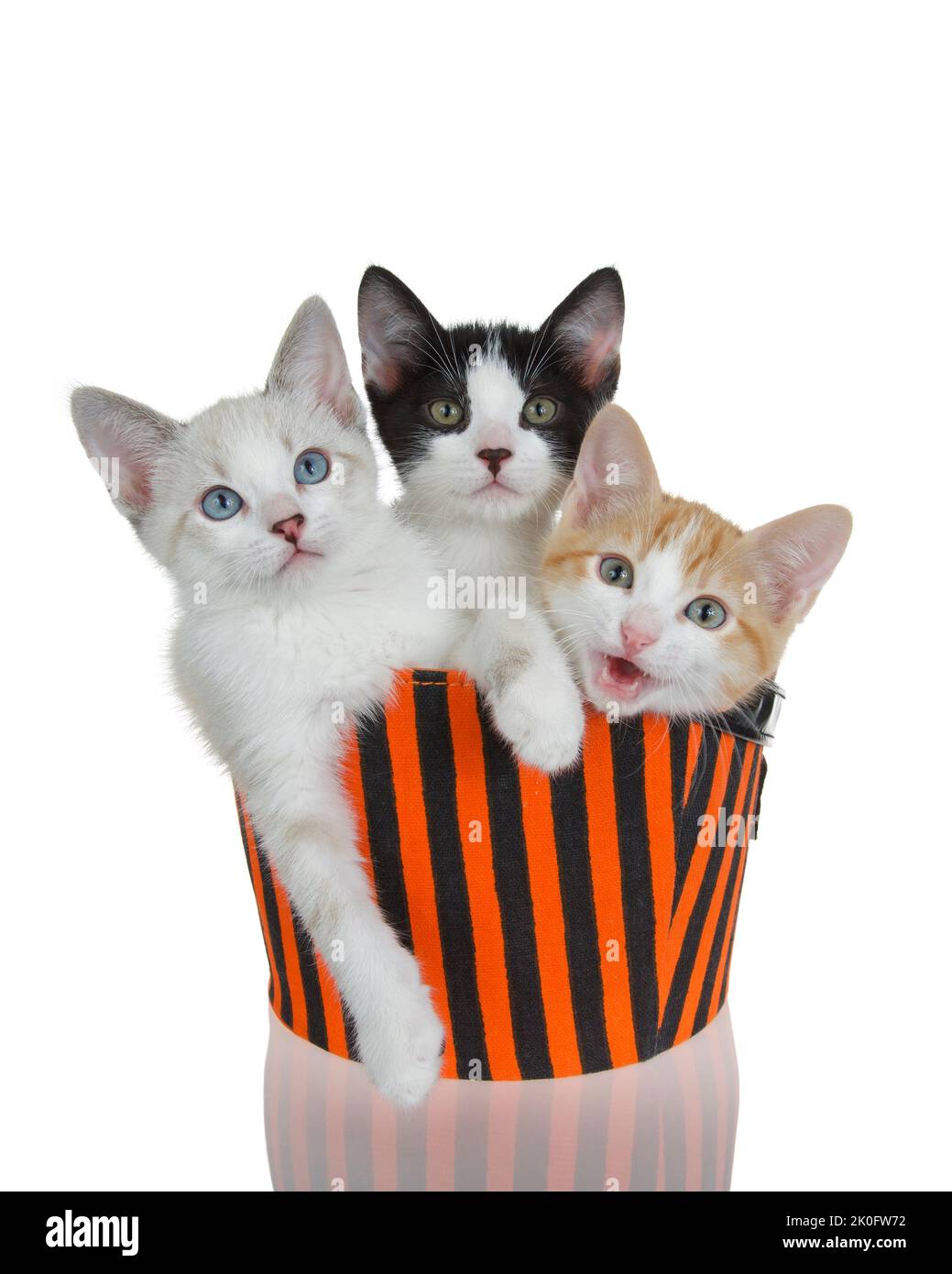 Kittens peeking out of an orange and black Halloween theme basket ...