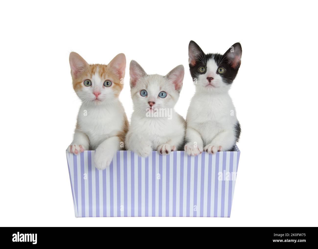 Three adorable kittens in a purple and white striped present box ...