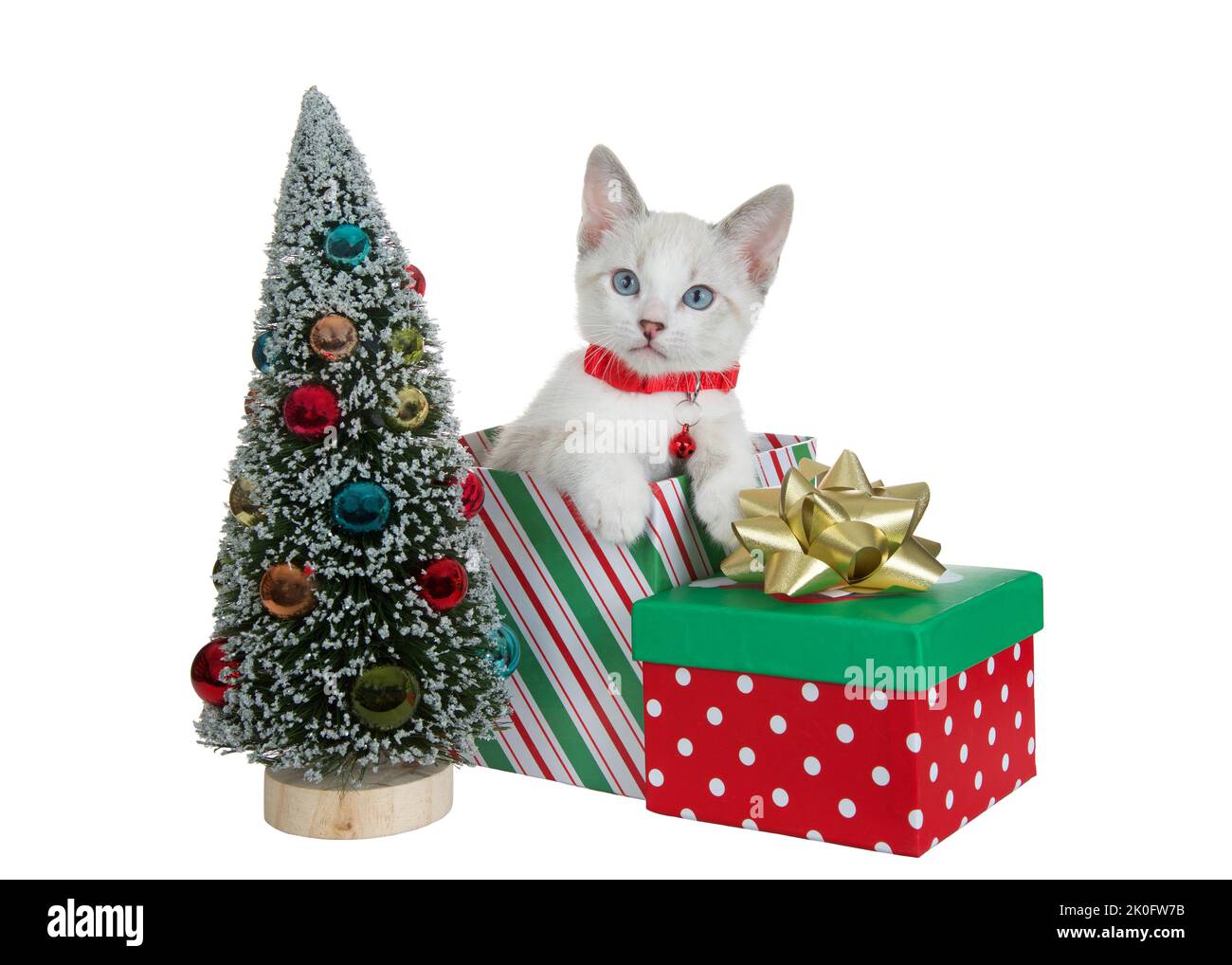 Siamese Mix kitten wearing a red collar with bell peeking out of a ...