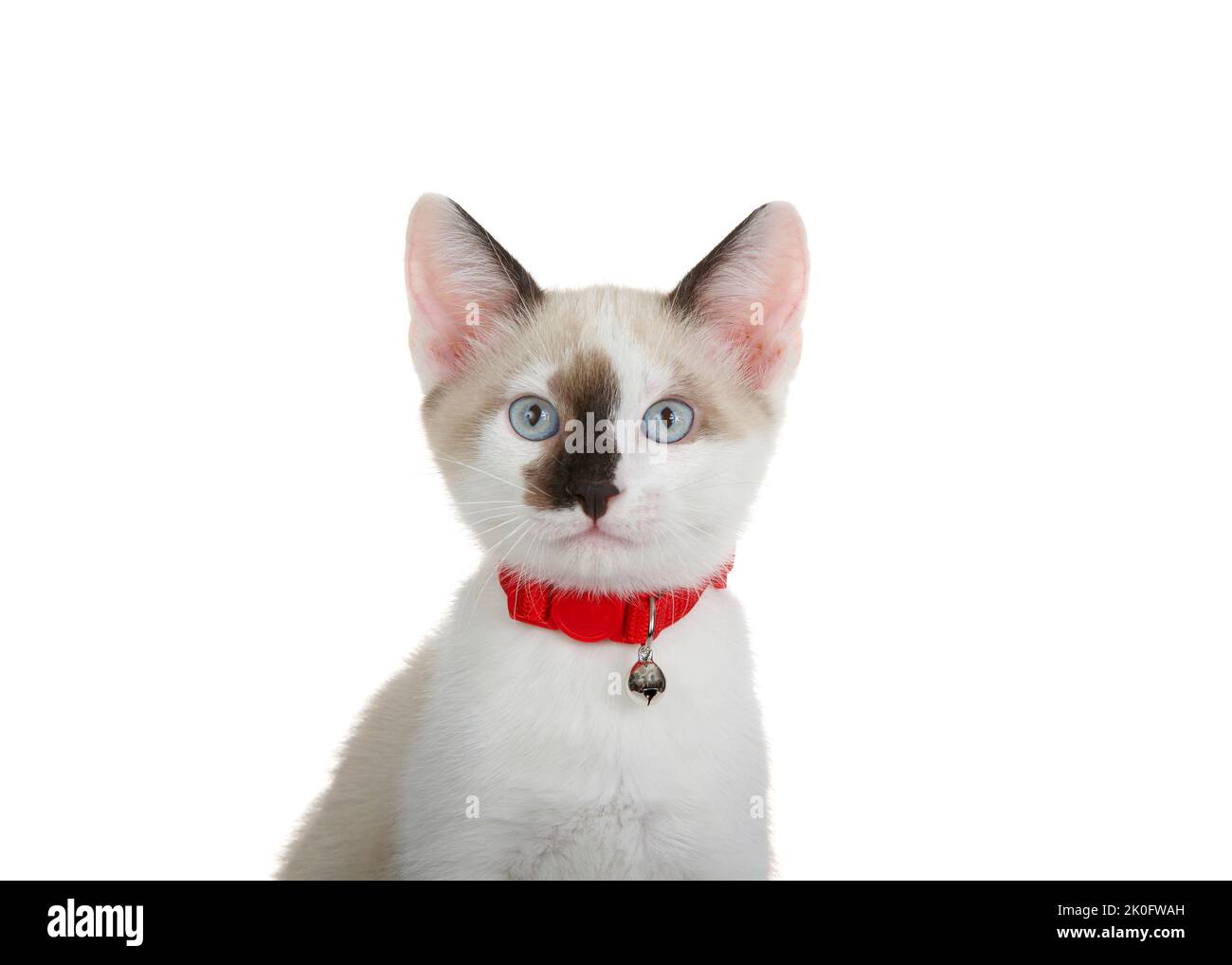 Close up portrait of an adorable white and black siamese mix kitten ...