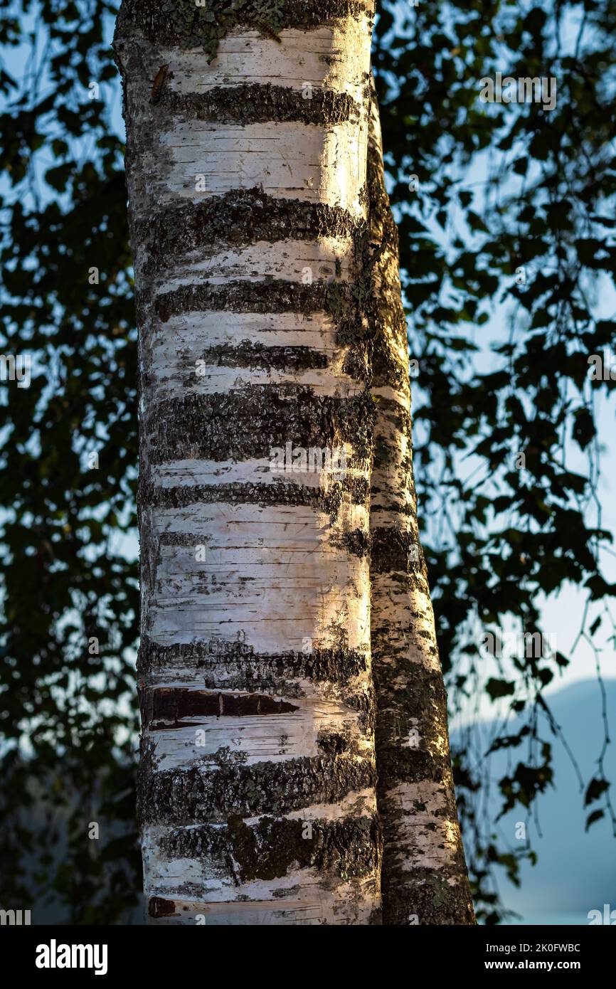 Birch tree in natural background on summer morning. Birch tree branches ...