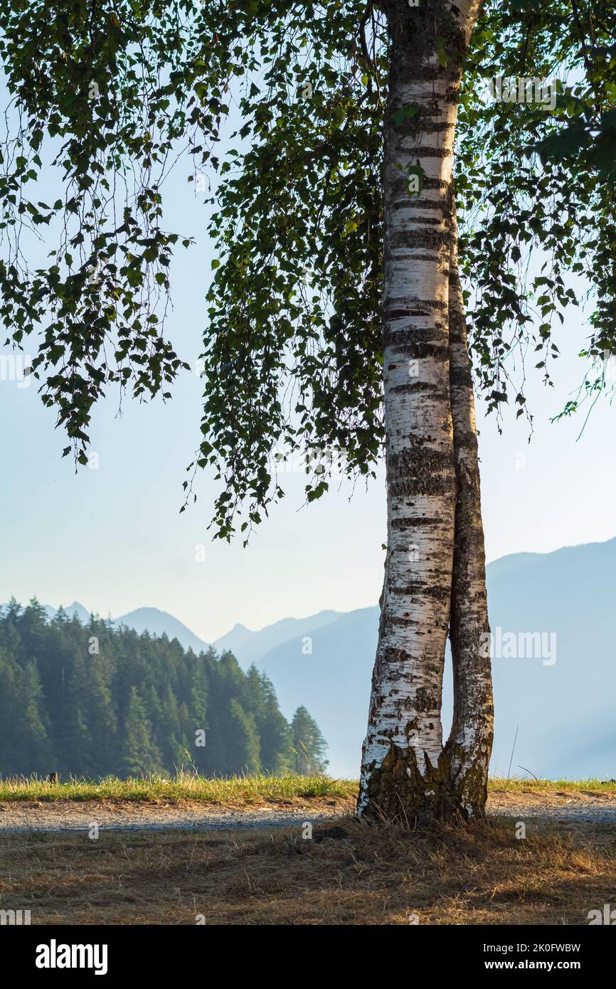 Birch tree in natural background on summer morning. Birch tree branches ...