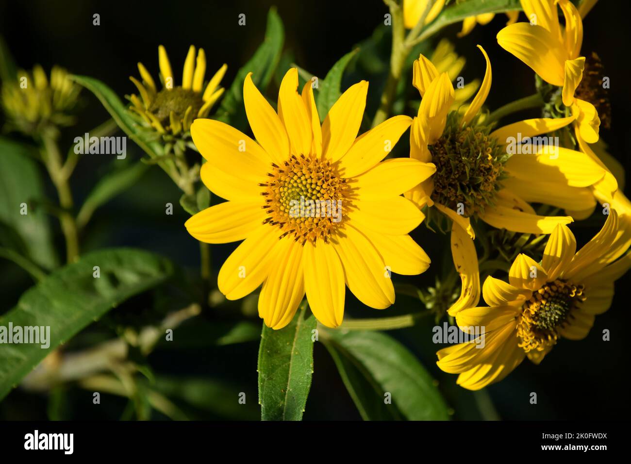 False sunflowers hi-res stock photography and images - Alamy