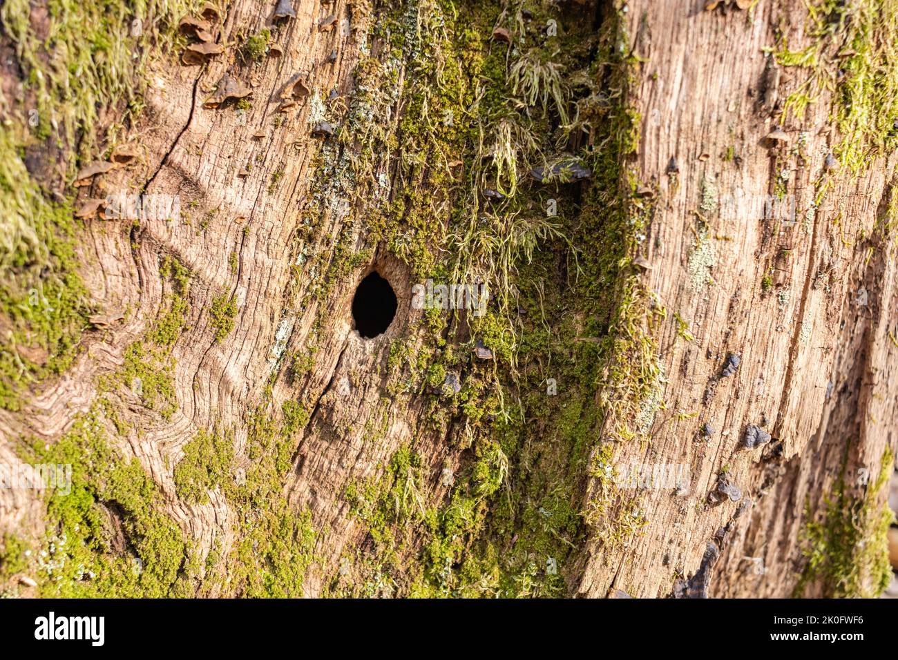 Closeup of a mossy tree stump in a forest. Backgrounds. Texture of ...
