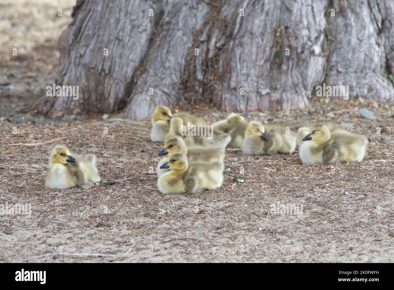 Baby oak tree hi-res stock photography and images - Alamy
