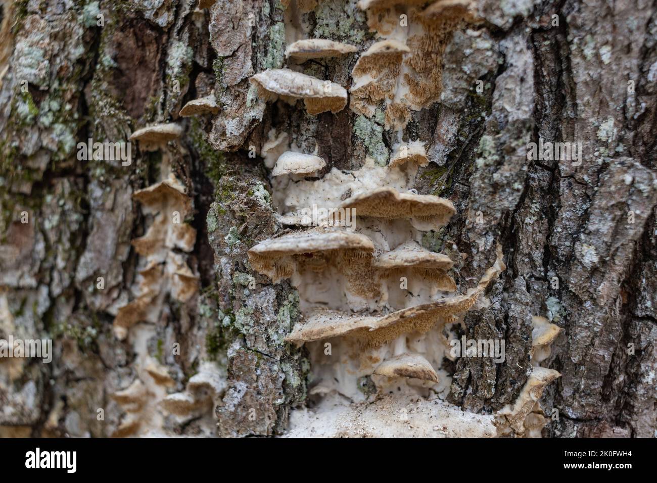 Large parasitic mushroom that grows on tree trunks. Tinder fungus, hoof fungus, tinder conk ...