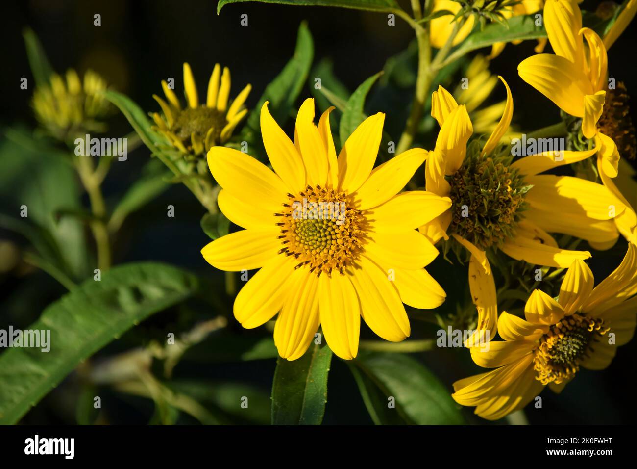 Oxeye sunflowers hi-res stock photography and images - Alamy