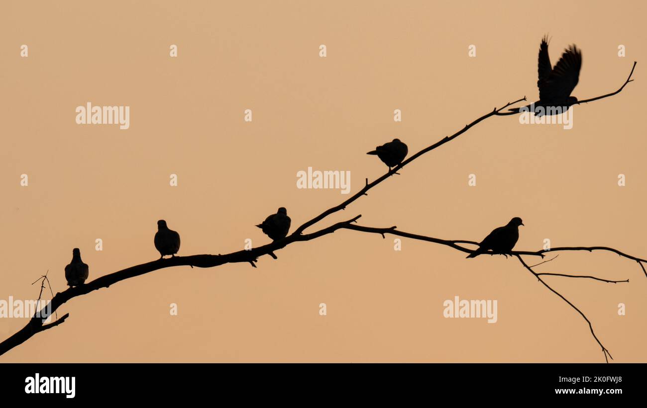 multiple birds sitting on a a branch during sunset, under exposed image ...