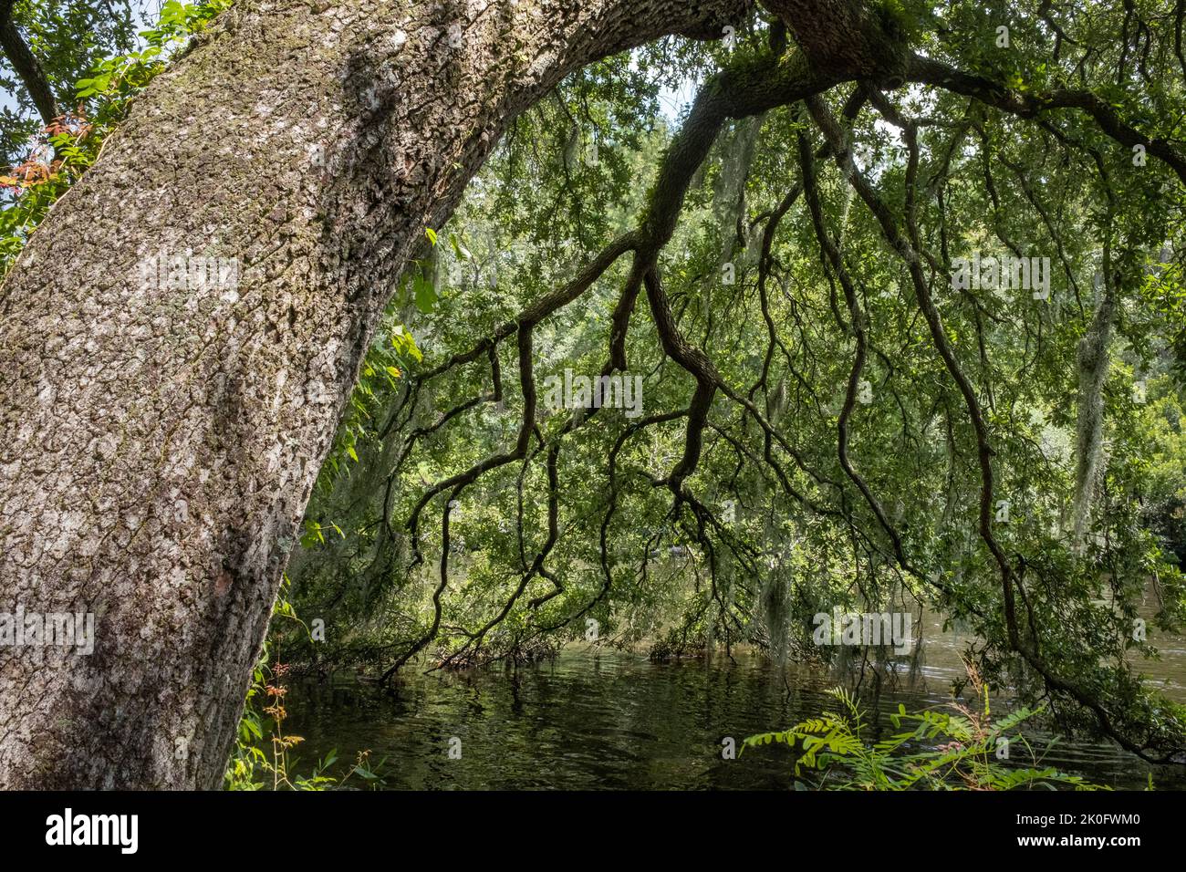 A grand tree leans toward the sun over the Ashley River in South ...