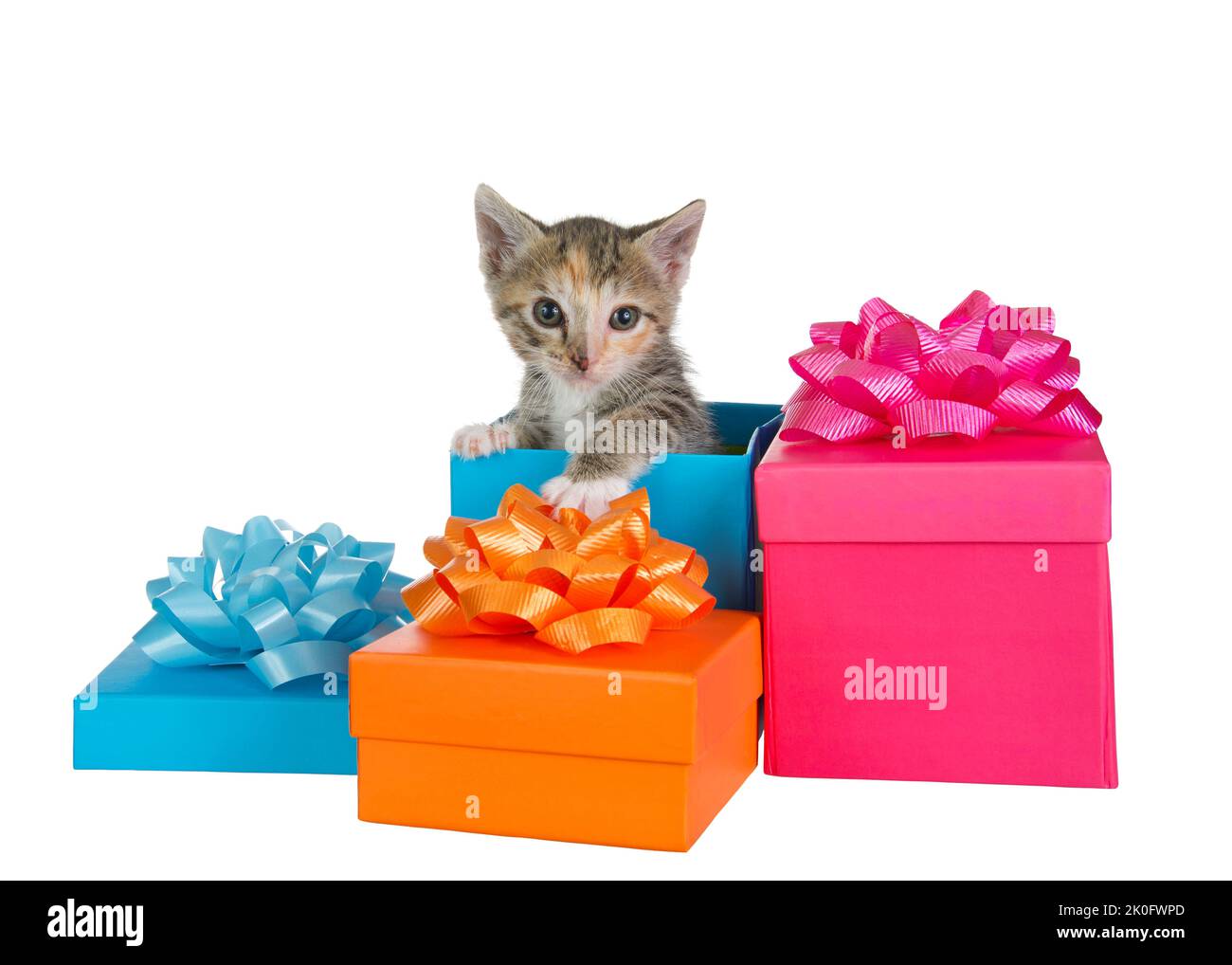 Adorable tabby calico mix kitten looking directly at viewer, reaching ...