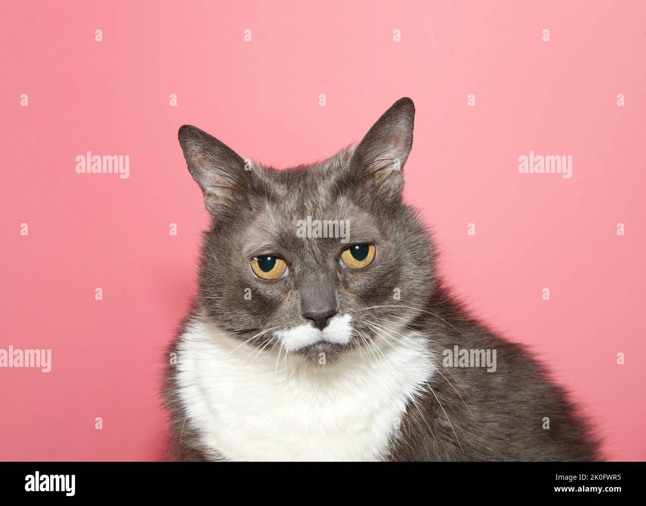 Portrait of a grossly obese grey and white kitten looking at viewer ...