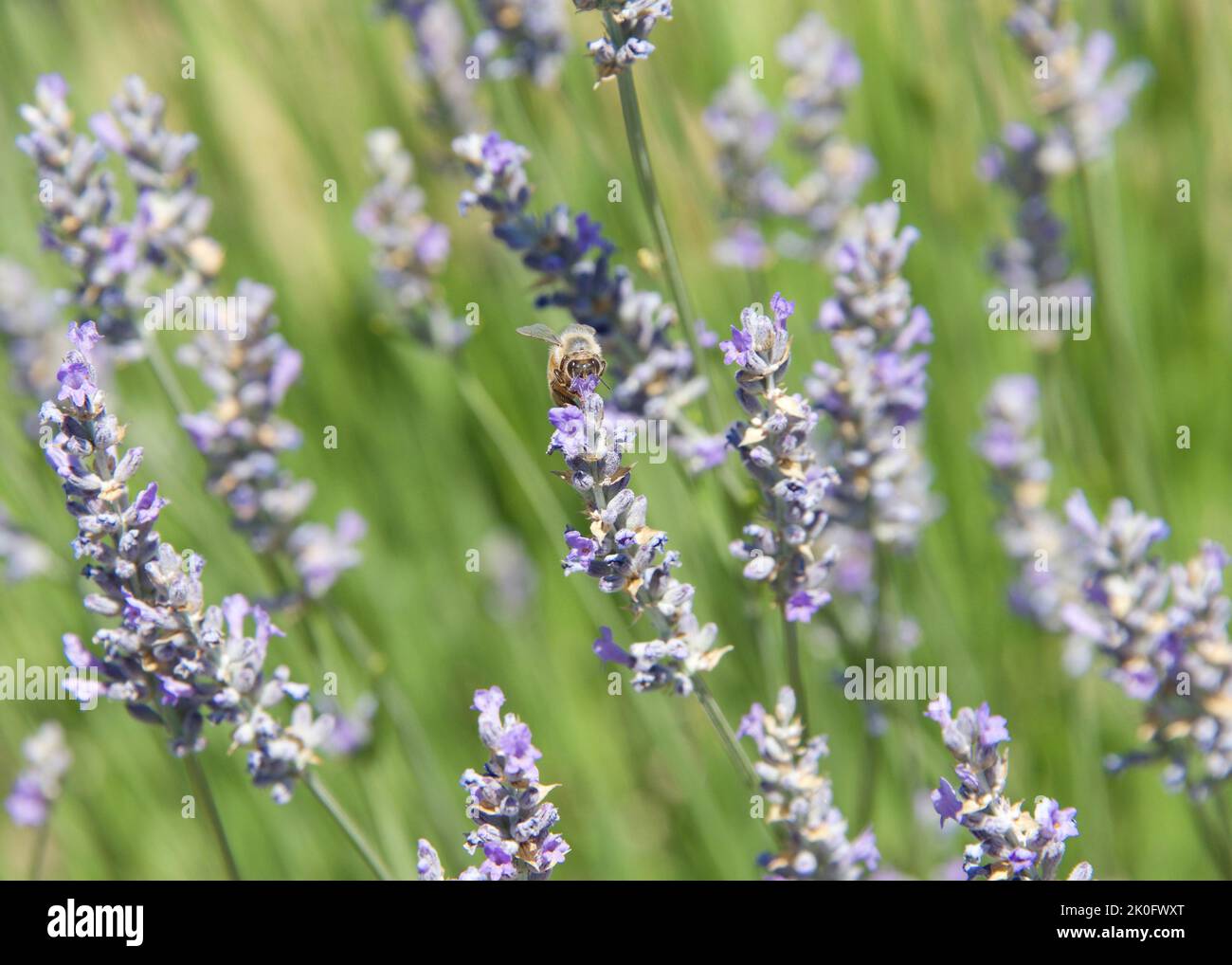 One honey bee collecting pollen from lavender flowers, close up frontal ...
