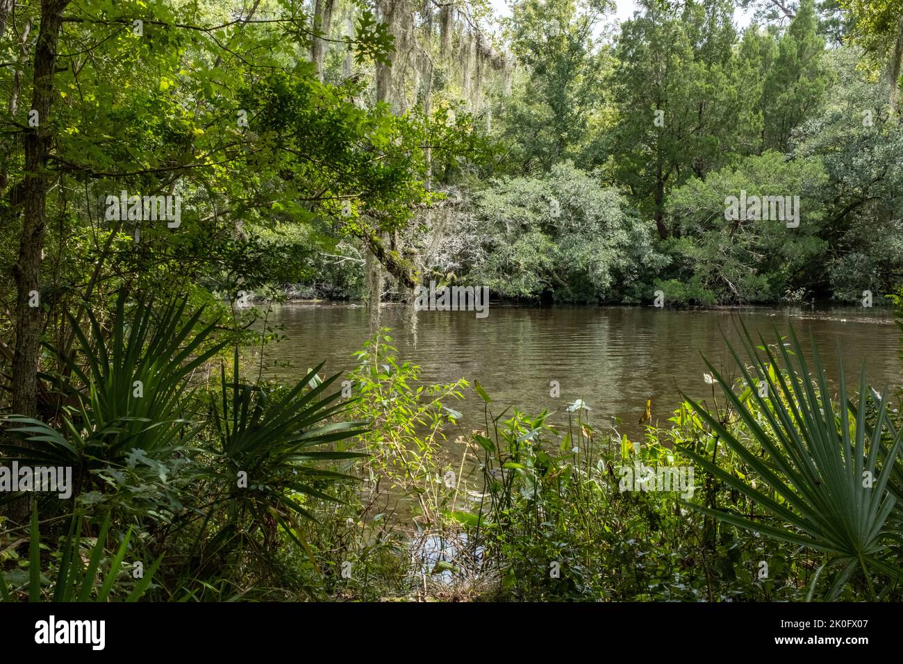 Ashley river historic corridor hi-res stock photography and images - Alamy