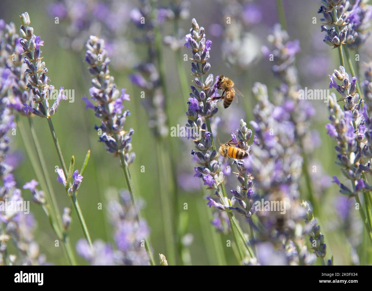Honey bees collecting pollen from fresh blooming lavender flowers Stock ...