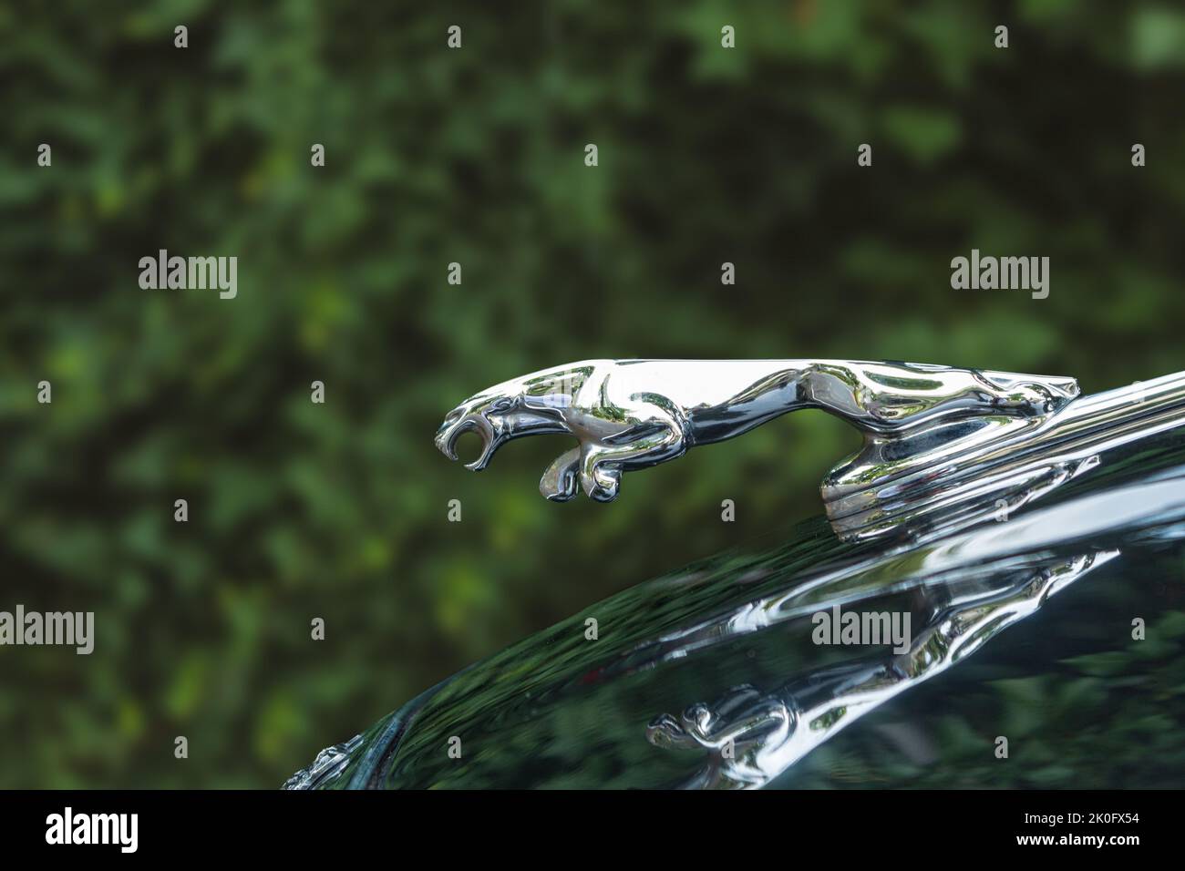 Poland, Warsaw -18 August 2022. Jaguar car sign, close-up. Jaguar hood ...