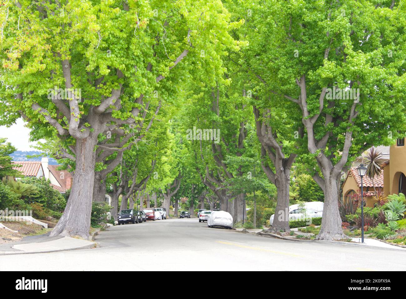 Liquid Amber, American sweet gum trees in spring lining a quiet ...