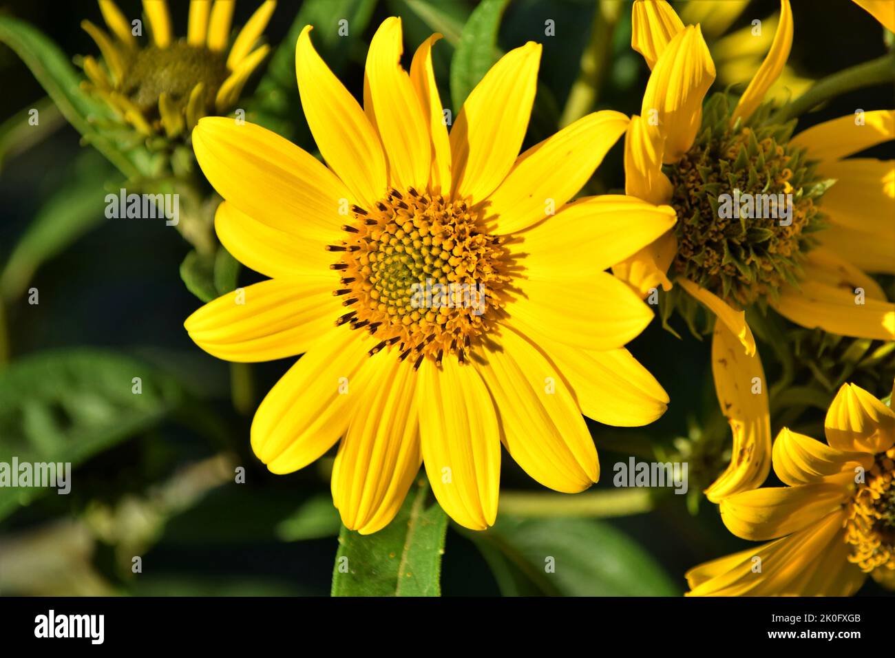 Oxeye sunflower hi-res stock photography and images - Alamy