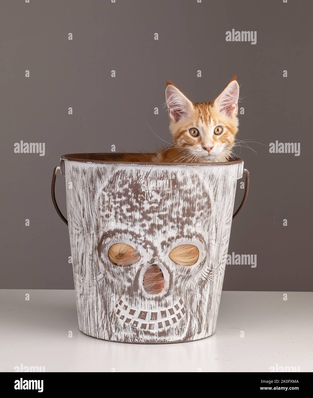 Maine Coon cat on Halloween in a skull bucket on a grey background ...