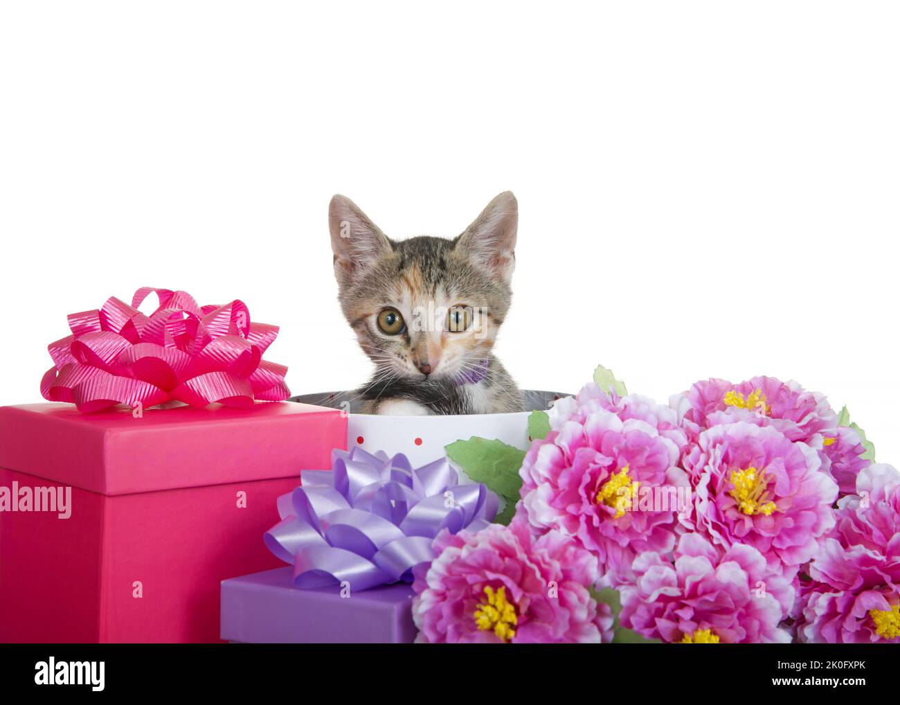 Adorable tabby calico mix kitten wearing a purple collar with bell ...