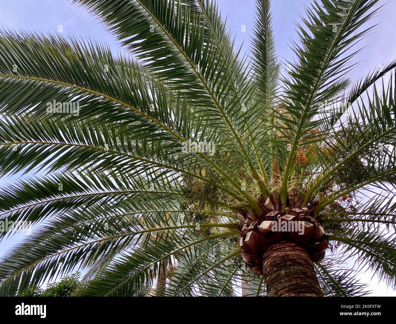 Palm tree view hi-res stock photography and images - Alamy