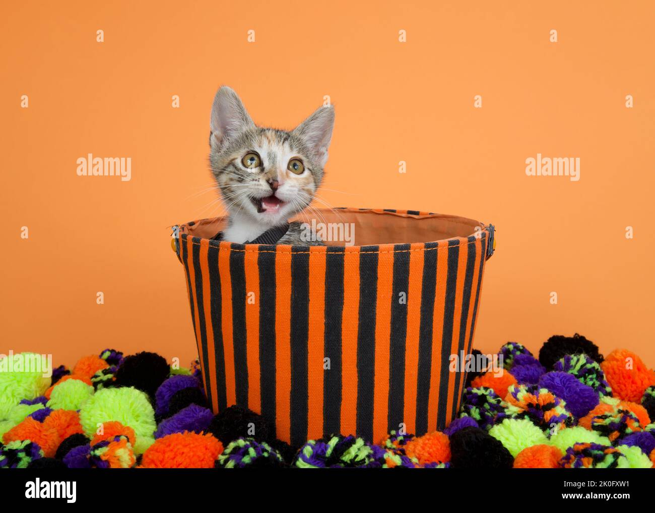 Portrait of an adorable Tabby Calico mix kitten wearing a black collar ...