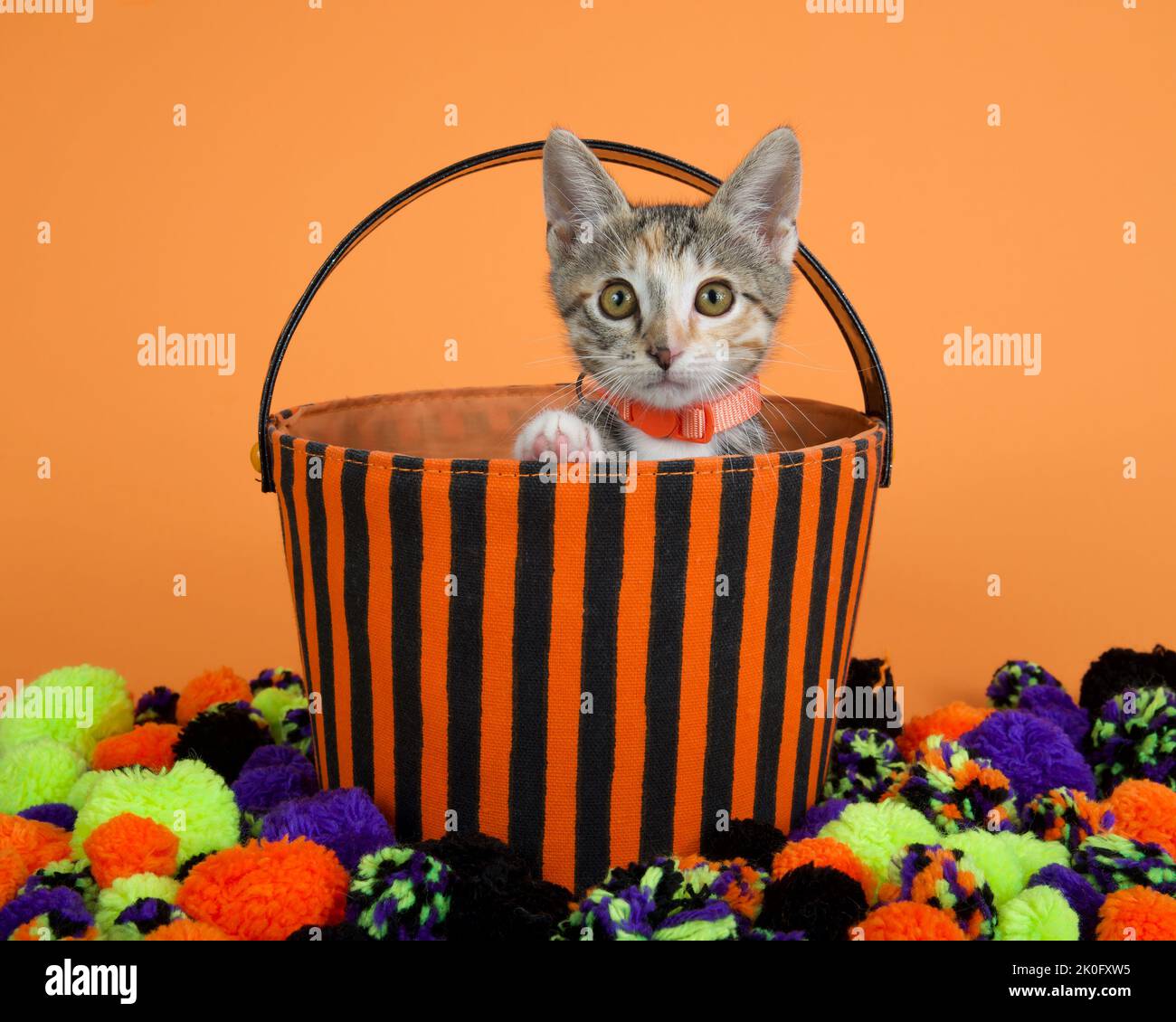 Portrait of an adorable Tabby Calico mix kitten wearing an orange ...