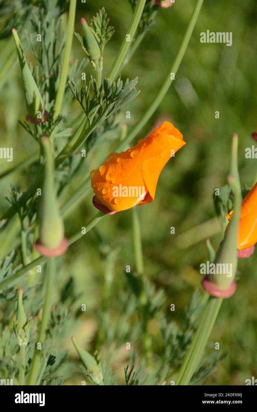 California poppy closeup hi-res stock photography and images - Alamy