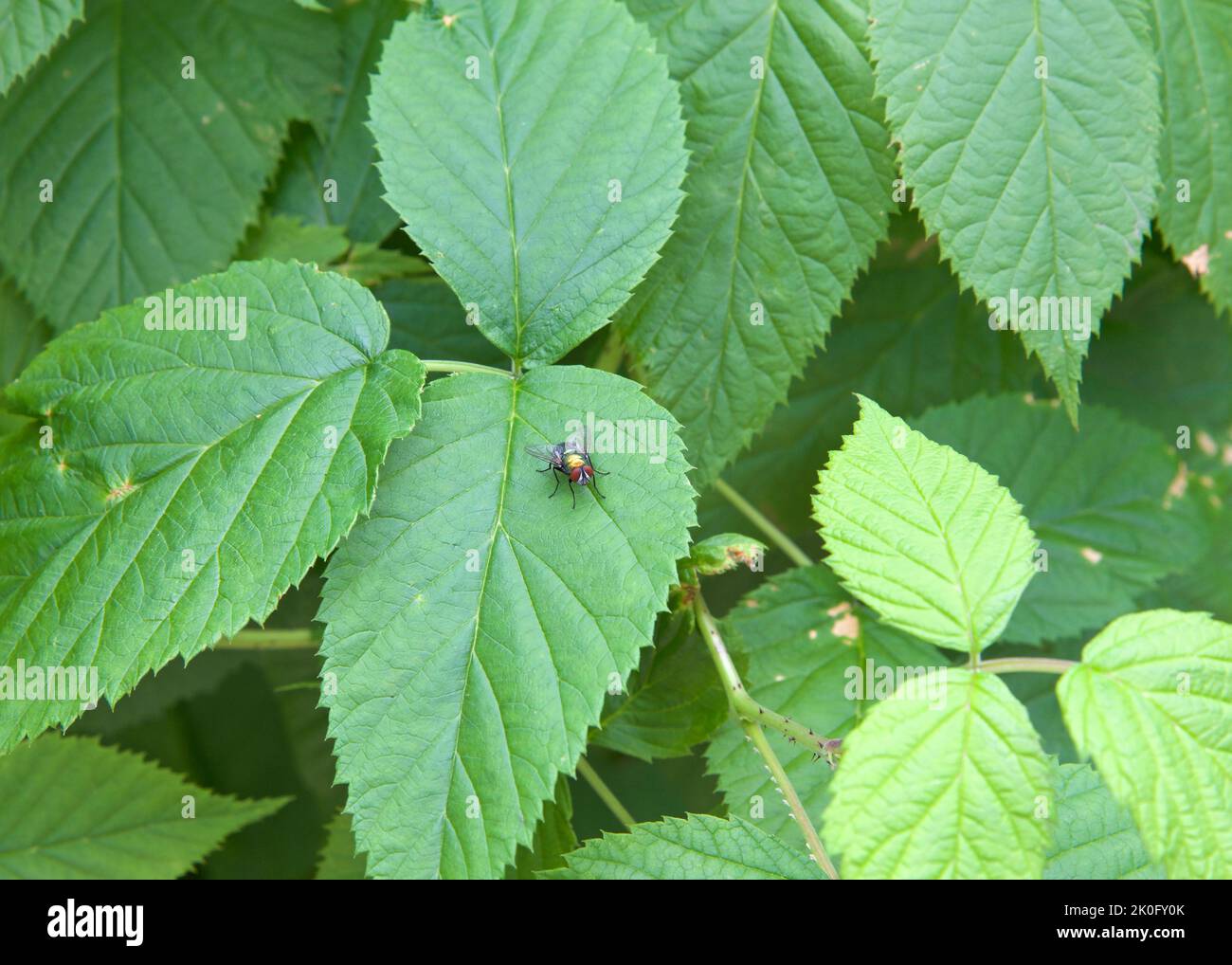 Common green bottle fly sitting on green raspberry leaves. View from ...