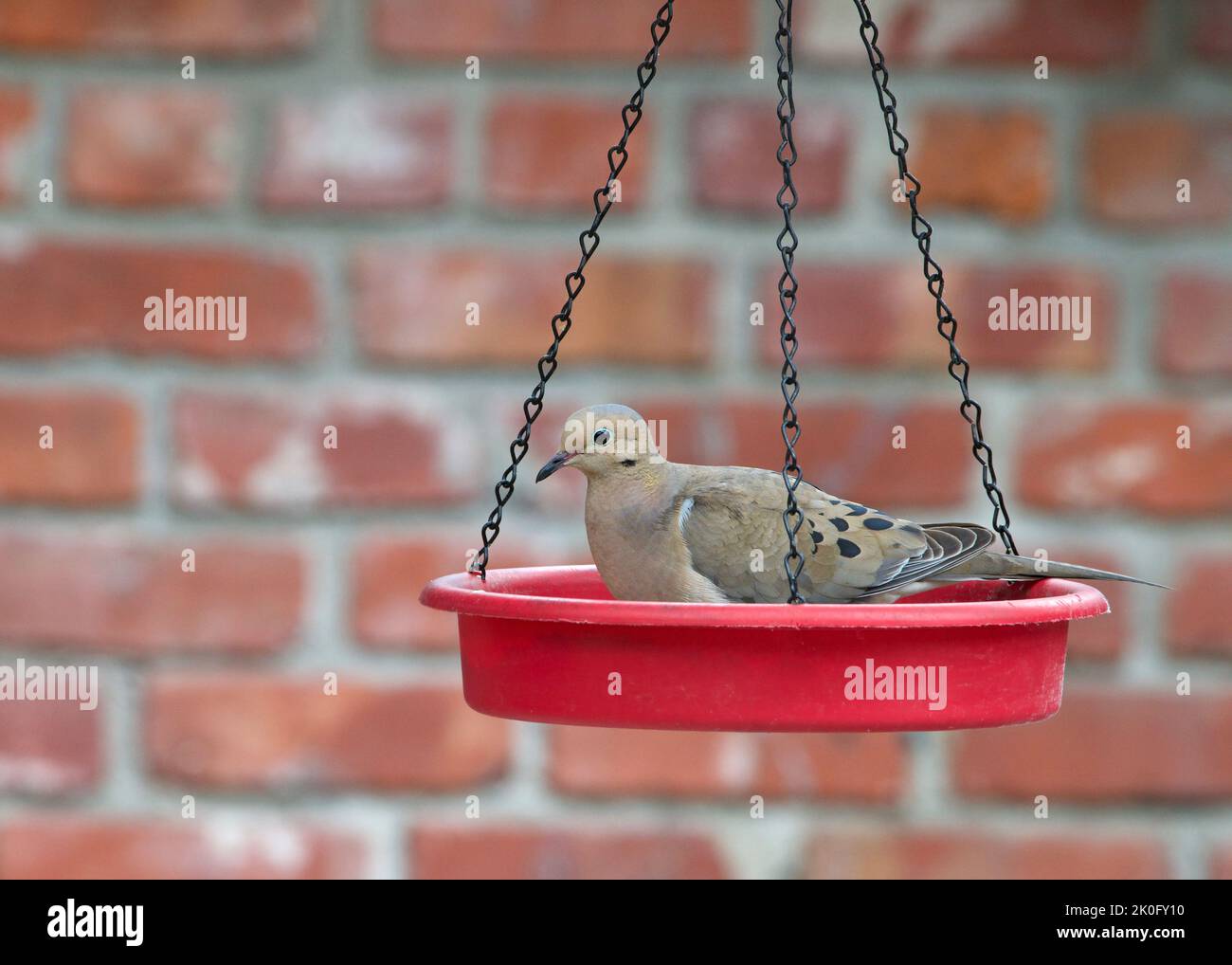 Close up on one mourning dove sitting in a hanging bird feeder, patio ...