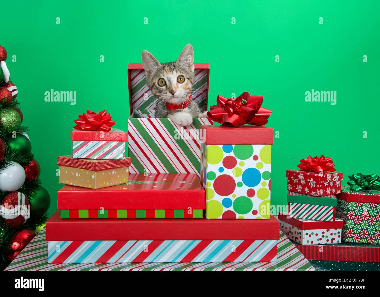 Calico Tabby mix kitten wearing red collar peeking out of Christmas box ...