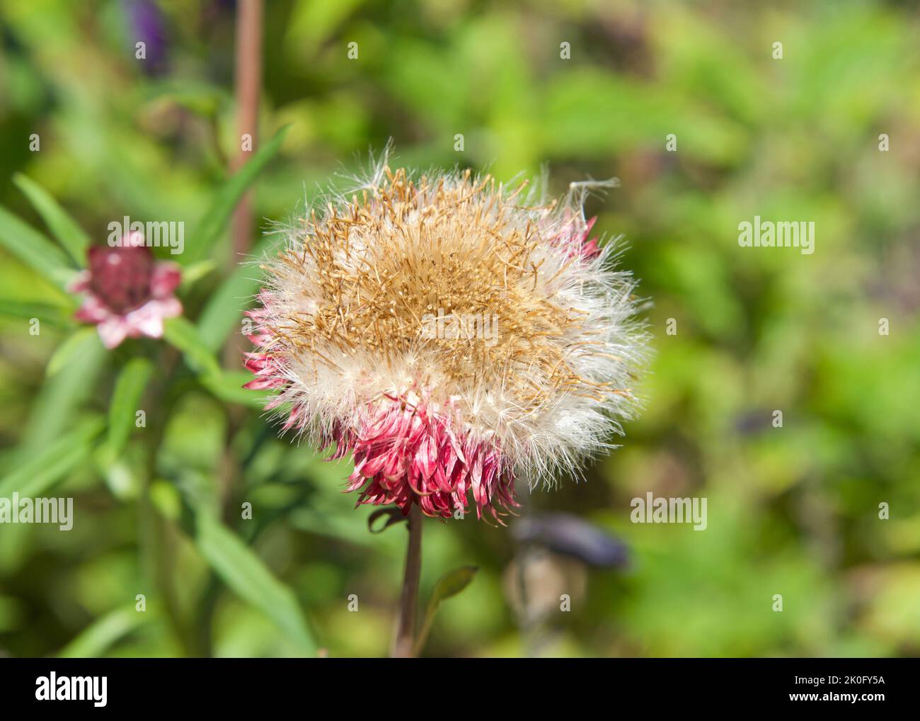 Exploding daisy hi-res stock photography and images - Alamy