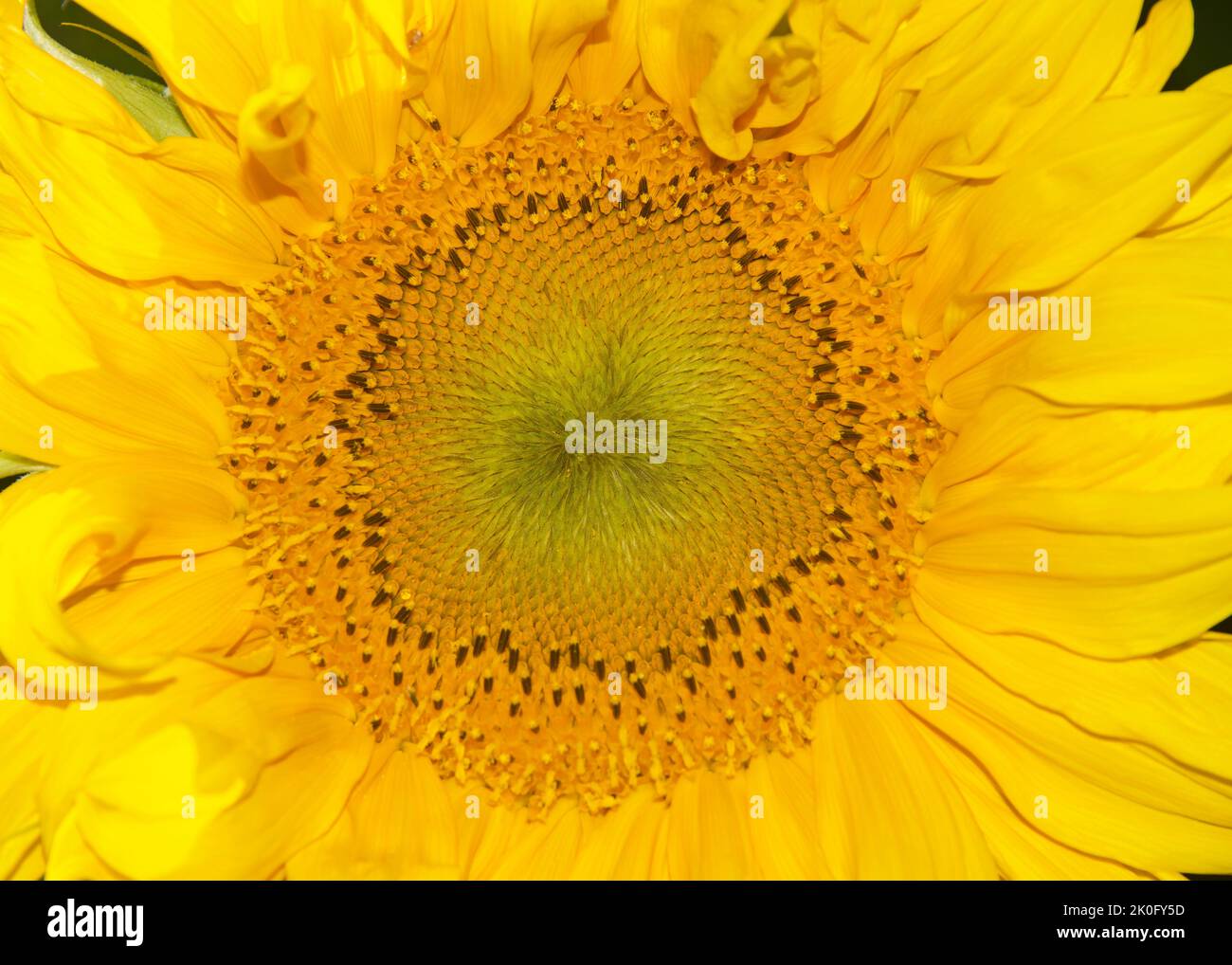 Giant sunflower hi-res stock photography and images - Alamy