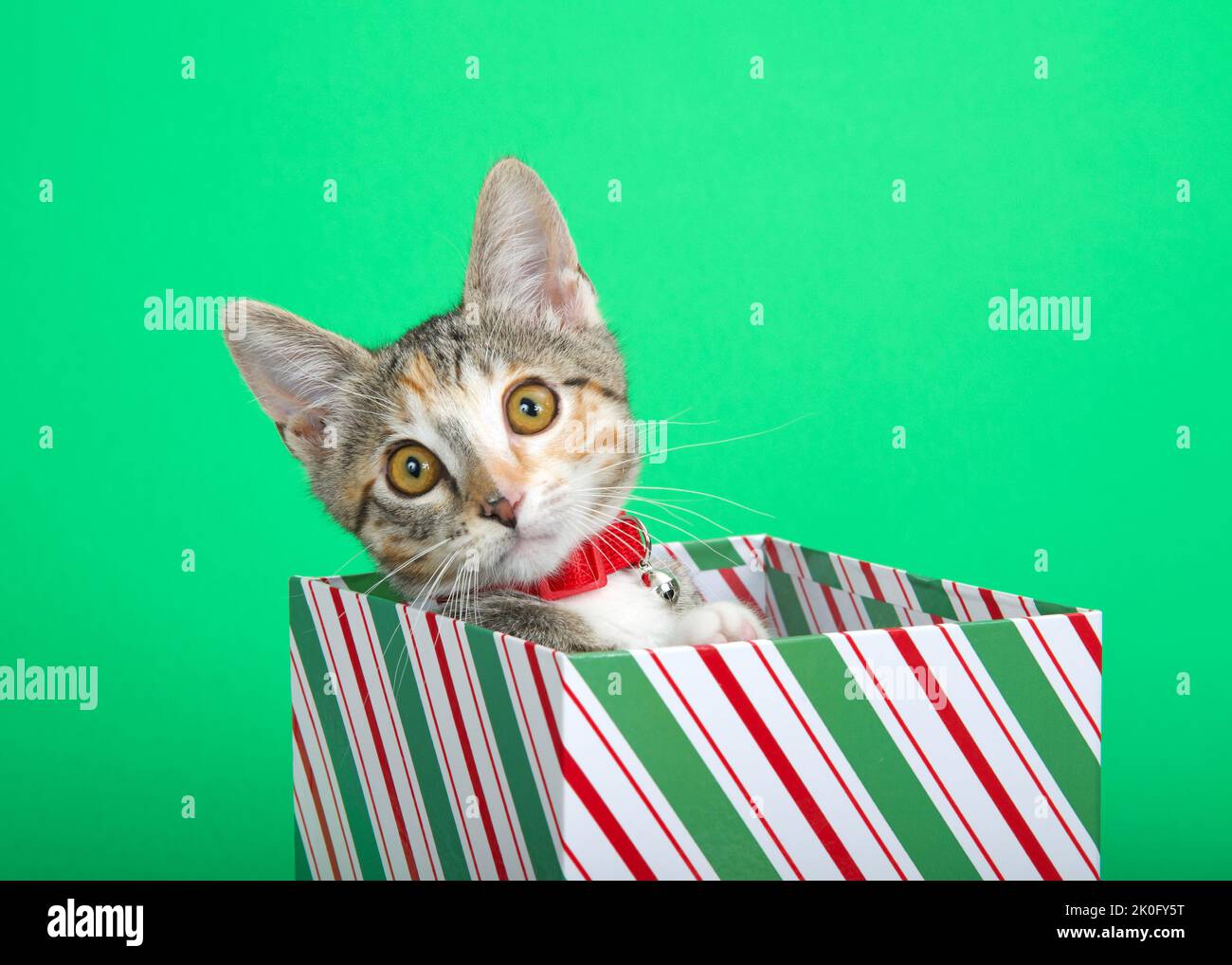 Calico Tabby mix kitten wearing a red collar, peeking out of a green ...